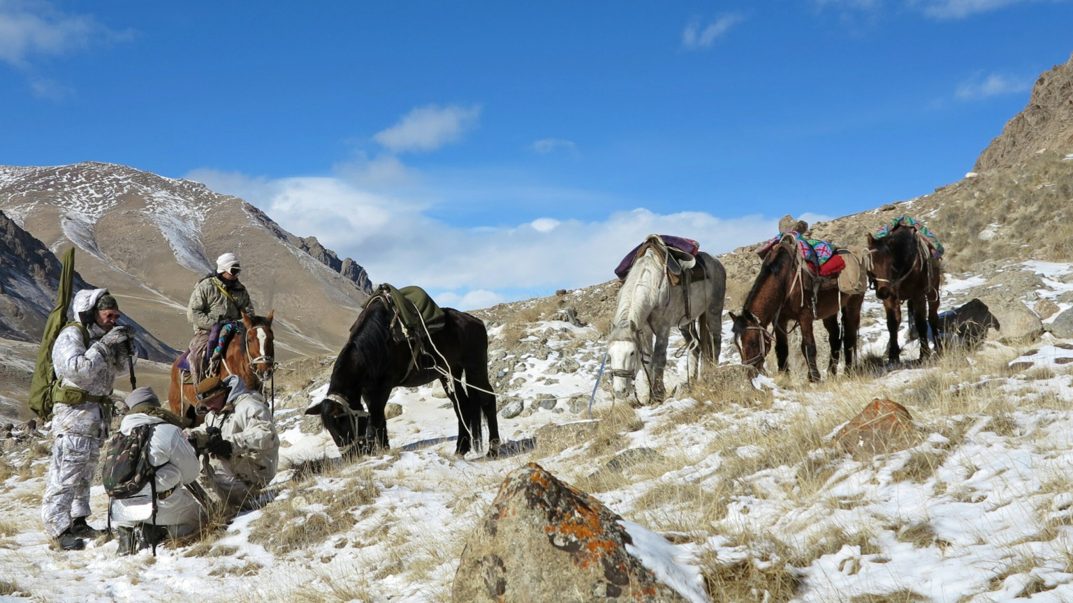 Hunting trips on Wild Sheep, best rates and professional outfitters ...