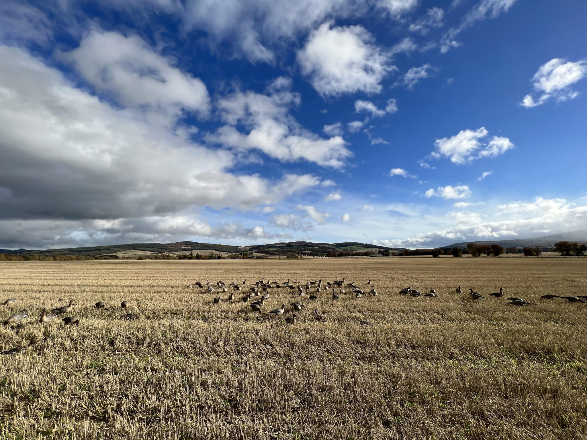 Hunting trips in Great Britain, best rates and professional outfitters ...