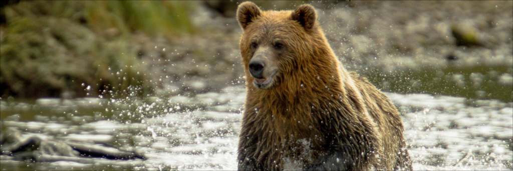 Hunting trips on Bears, best rates and professional outfitters - Stalker