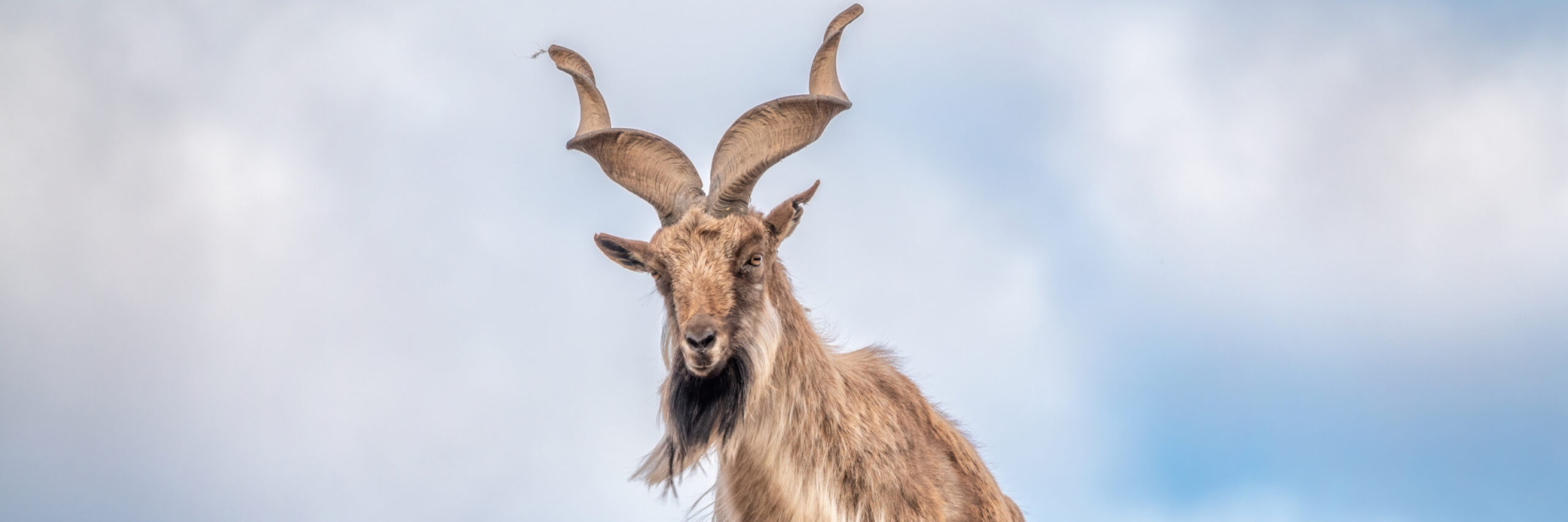 Hunting trips on Markhor, best rates and professional outfitters - Stalker