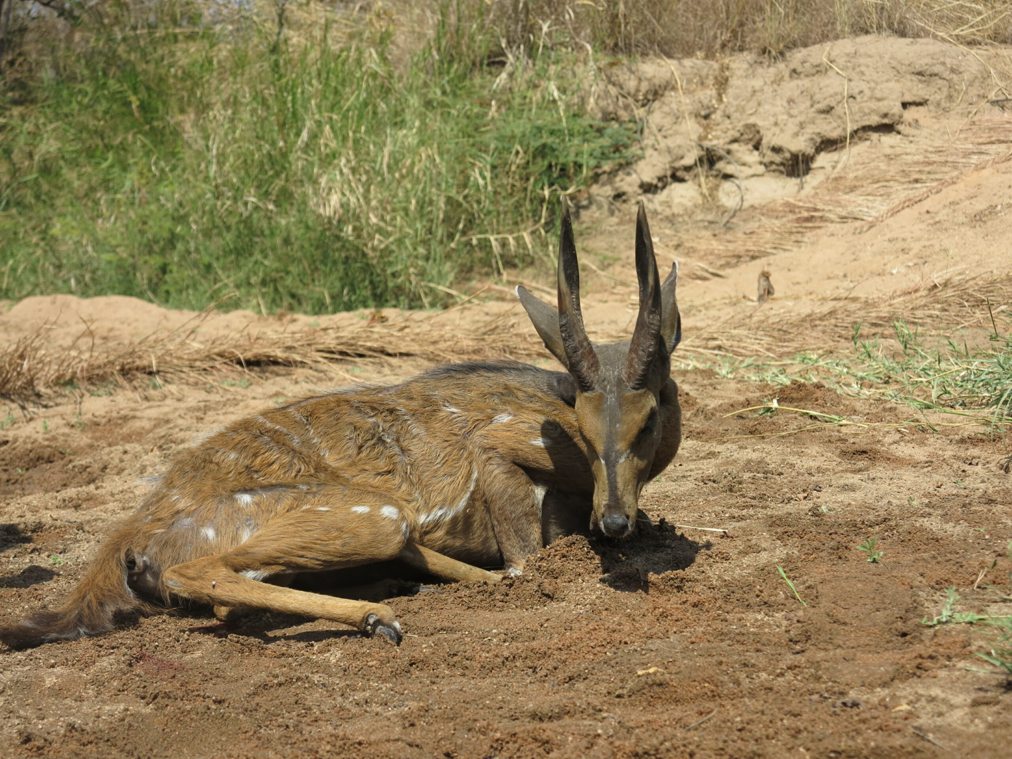 Hunting trips in Cameroon, best rates and professional outfitters - Stalker